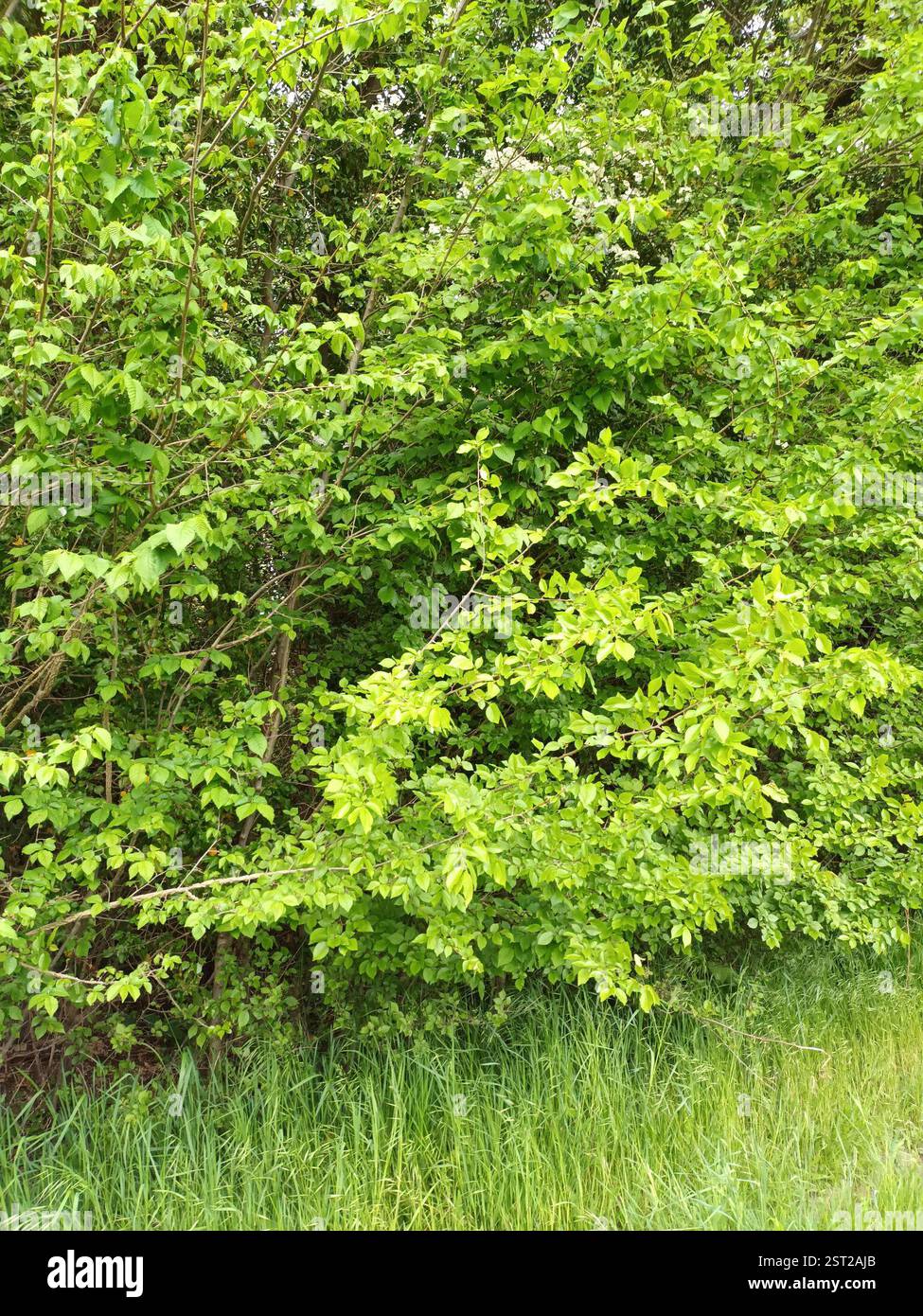 Fulbourn uk hi-res stock photography and images - Alamy