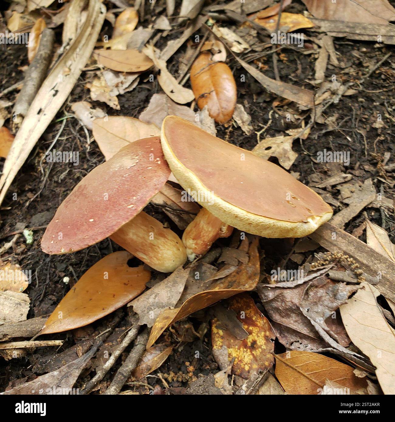 Chestnut Bolete (Gyroporus castaneus), Fungi, High Springs, FL 32643 ...