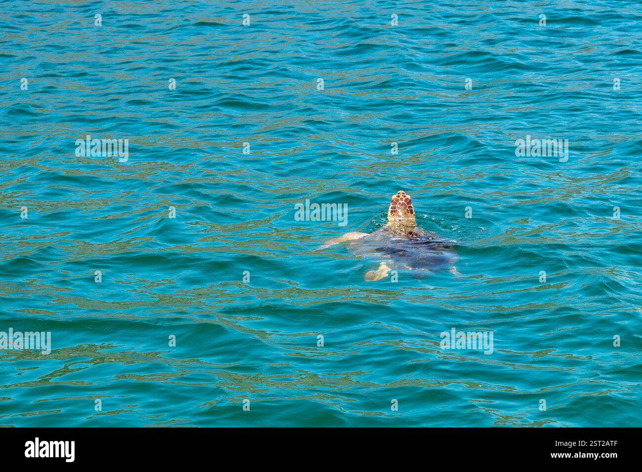 Loggerhead Sea Turtle (Caretta caretta), Reptilia, Mugla, TR Stock ...
