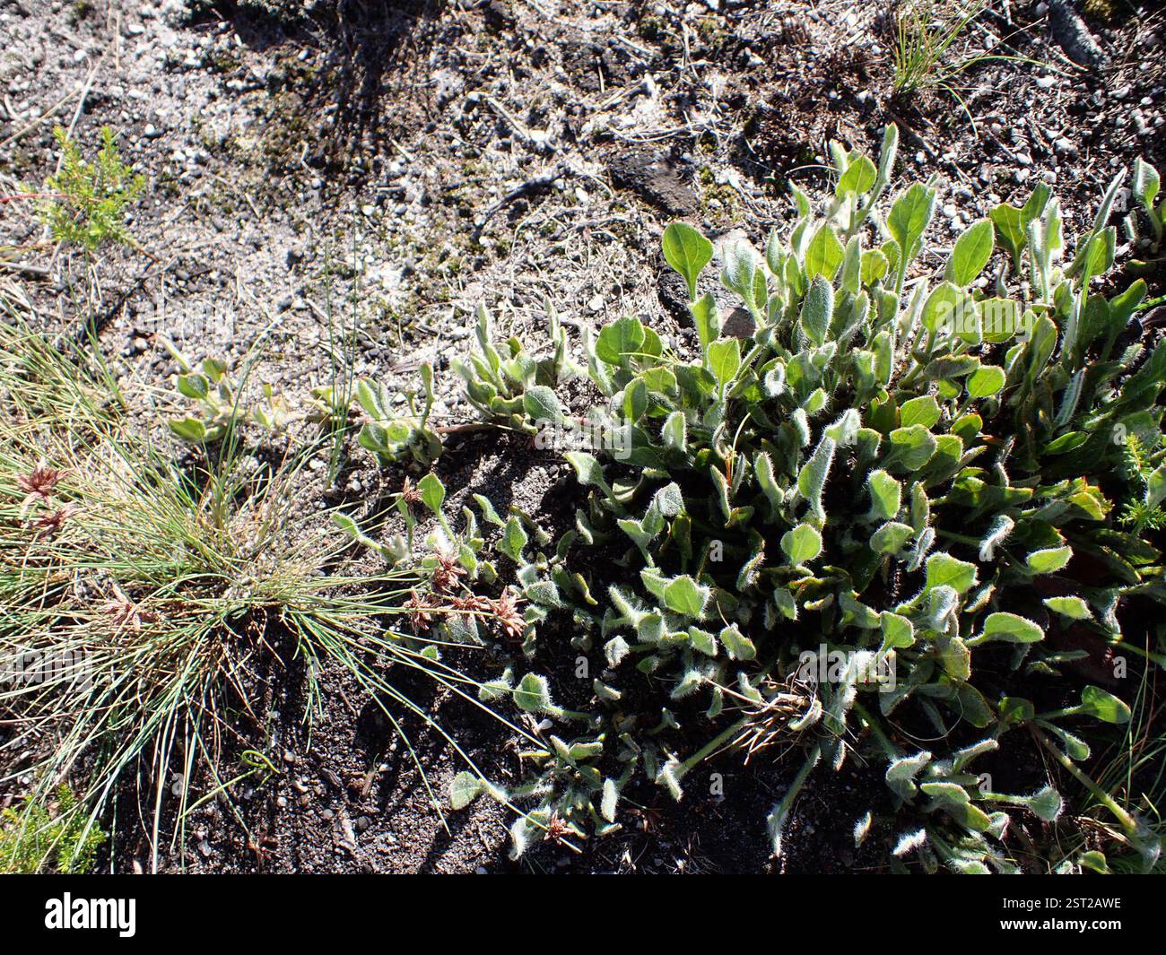 (Centella montana), Plantae, Grootvadersbosch Garden Route Stock Photo ...