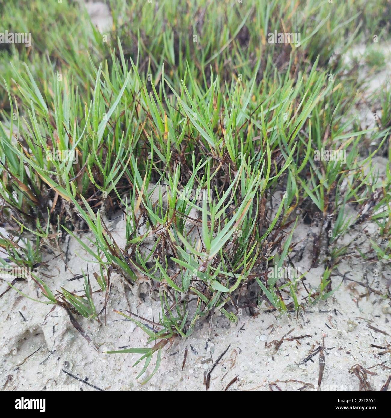 seashore paspalum (Paspalum vaginatum), Plantae, British Indian Ocean ...
