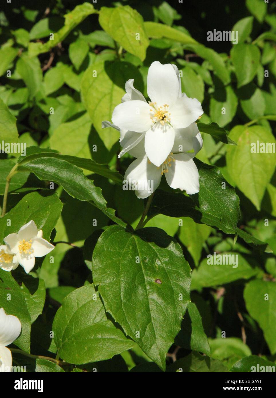 Mock Orange / Syringa (Philadelphus lewisii) white wildflower in Idaho ...