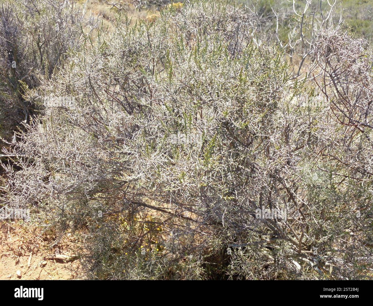 Renosterbush (Dicerothamnus rhinocerotis), Plantae, Blaauwberg ...