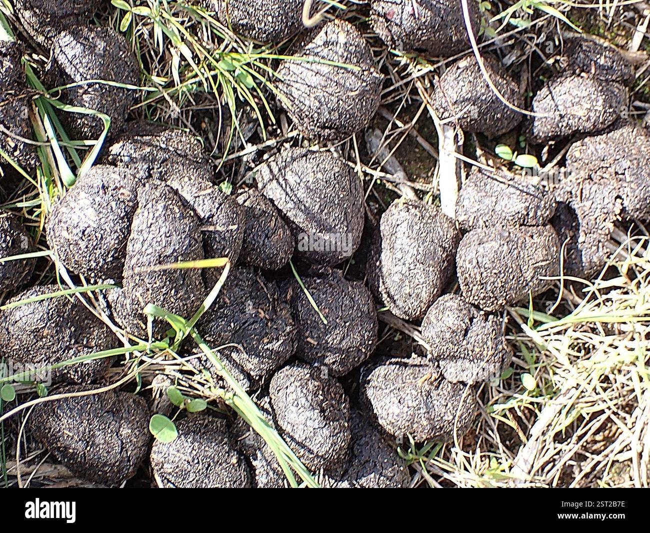 Bushpig (Potamochoerus larvatus), Mammalia, Gourikwa, Southern Cape ...