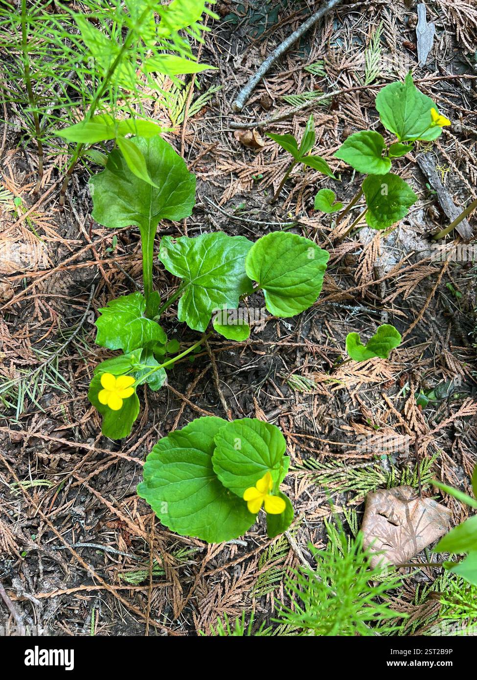stream violet (Viola glabella), Plantae, Chelan County, WA, USA Stock ...