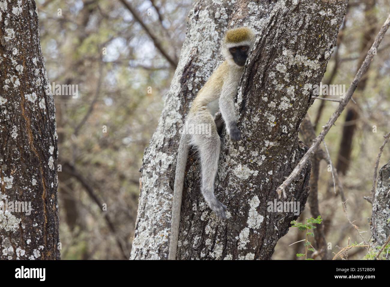 A Vervet Monkey (Chlorocebus pygerythrus) climbing up a tree in ...