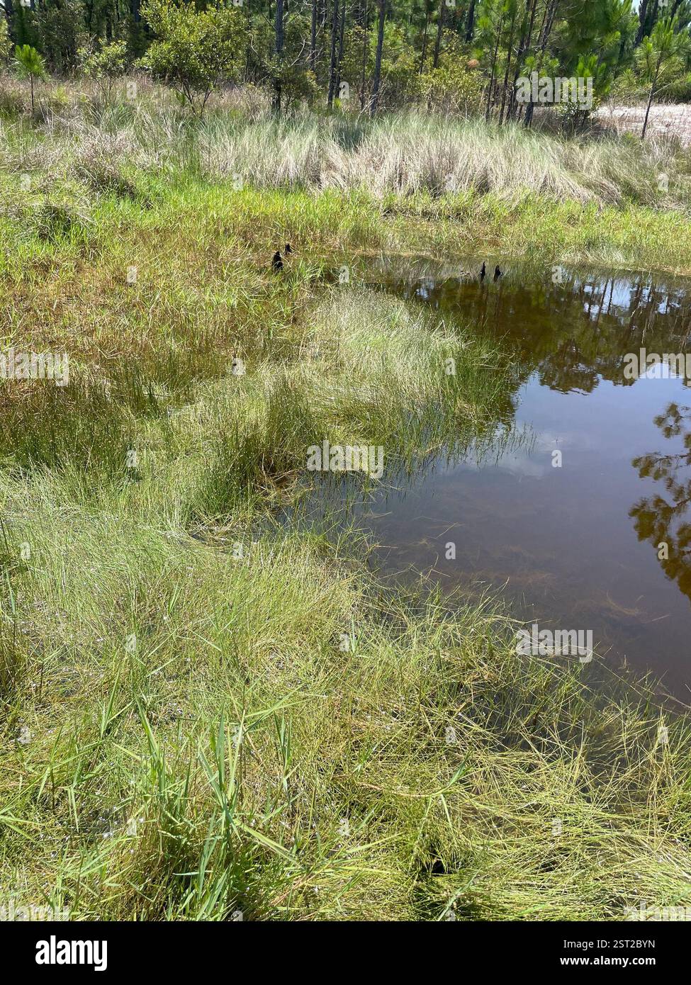 Torpedo grass (Panicum repens), Plantae, United States Stock Photo - Alamy