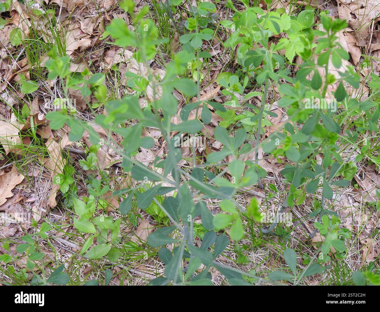 eastern wild indigo (Baptisia tinctoria), Plantae, Westborough, MA, USA ...