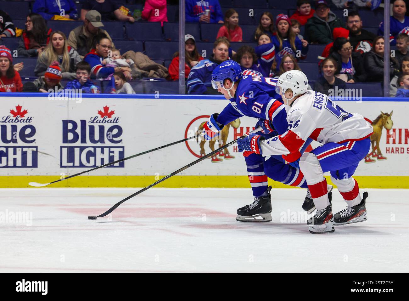 Rochester, New York, USA. 16th Feb, 2025. Rochester Americans forward ...