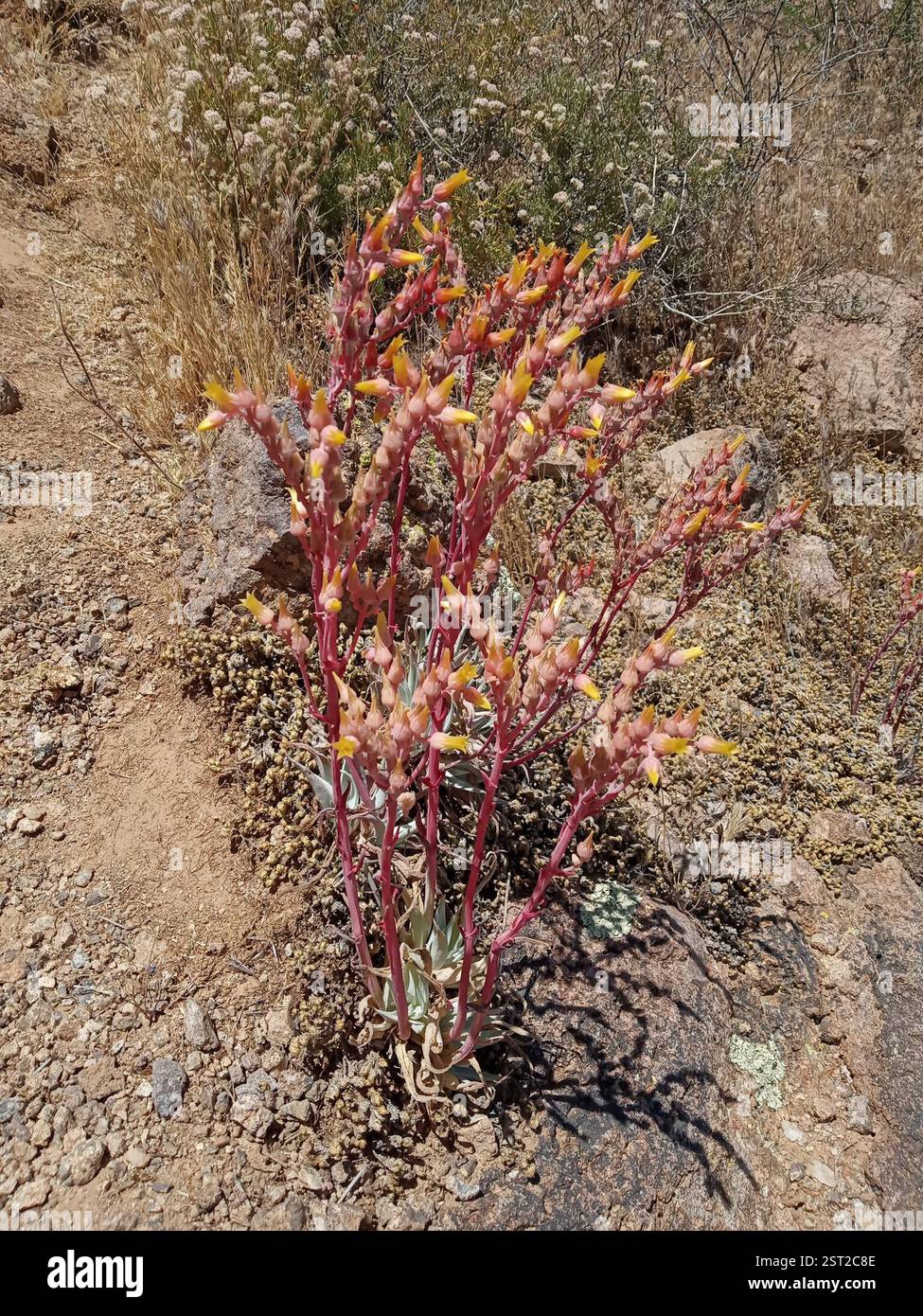 flowering plants (Angiospermae), Plantae, Mesa, AZ 85215, USA Stock Photo - Alamy