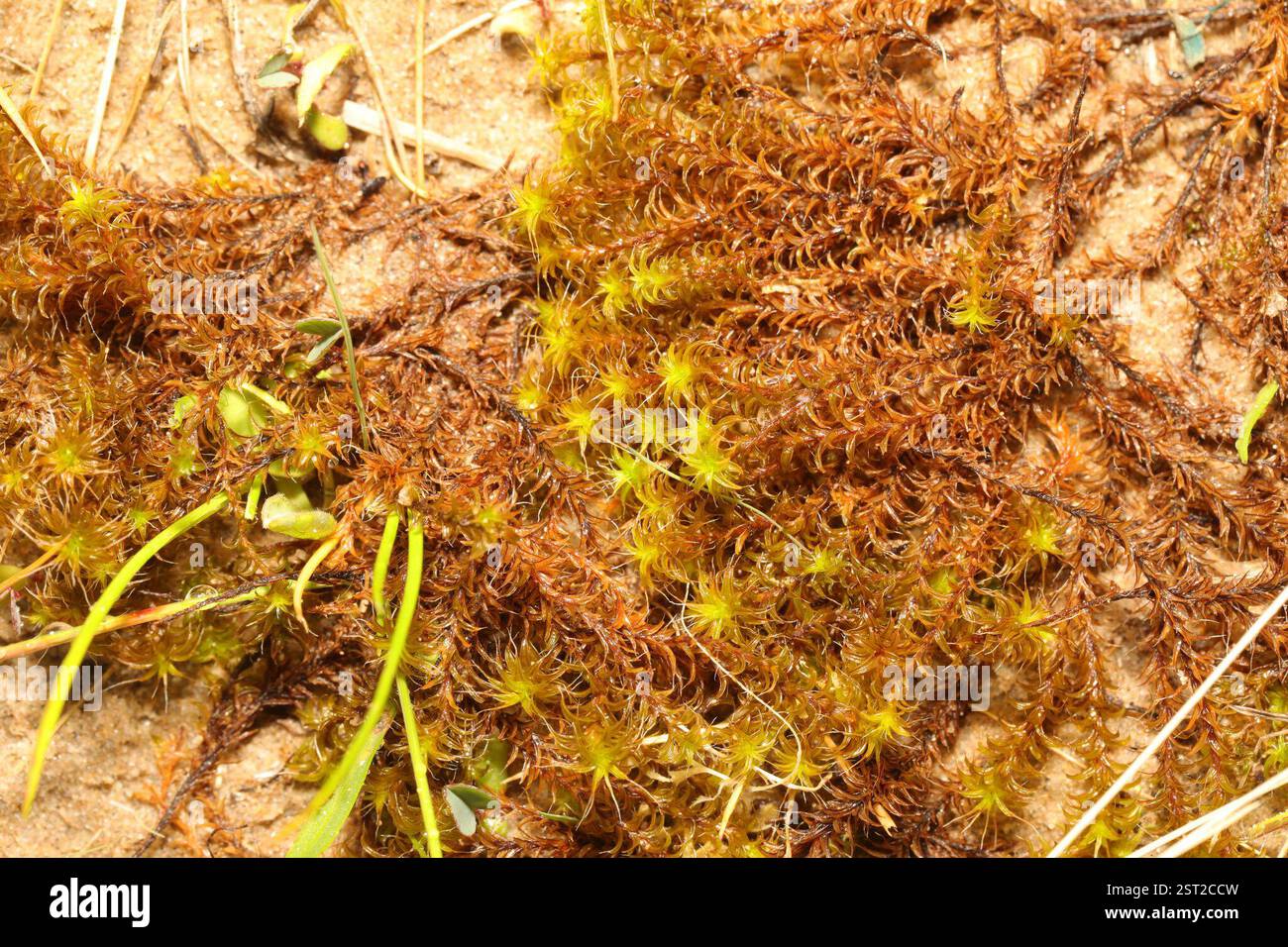Sand-hill Screw-moss (Syntrichia ruraliformis), Plantae, Crosby Coastal ...