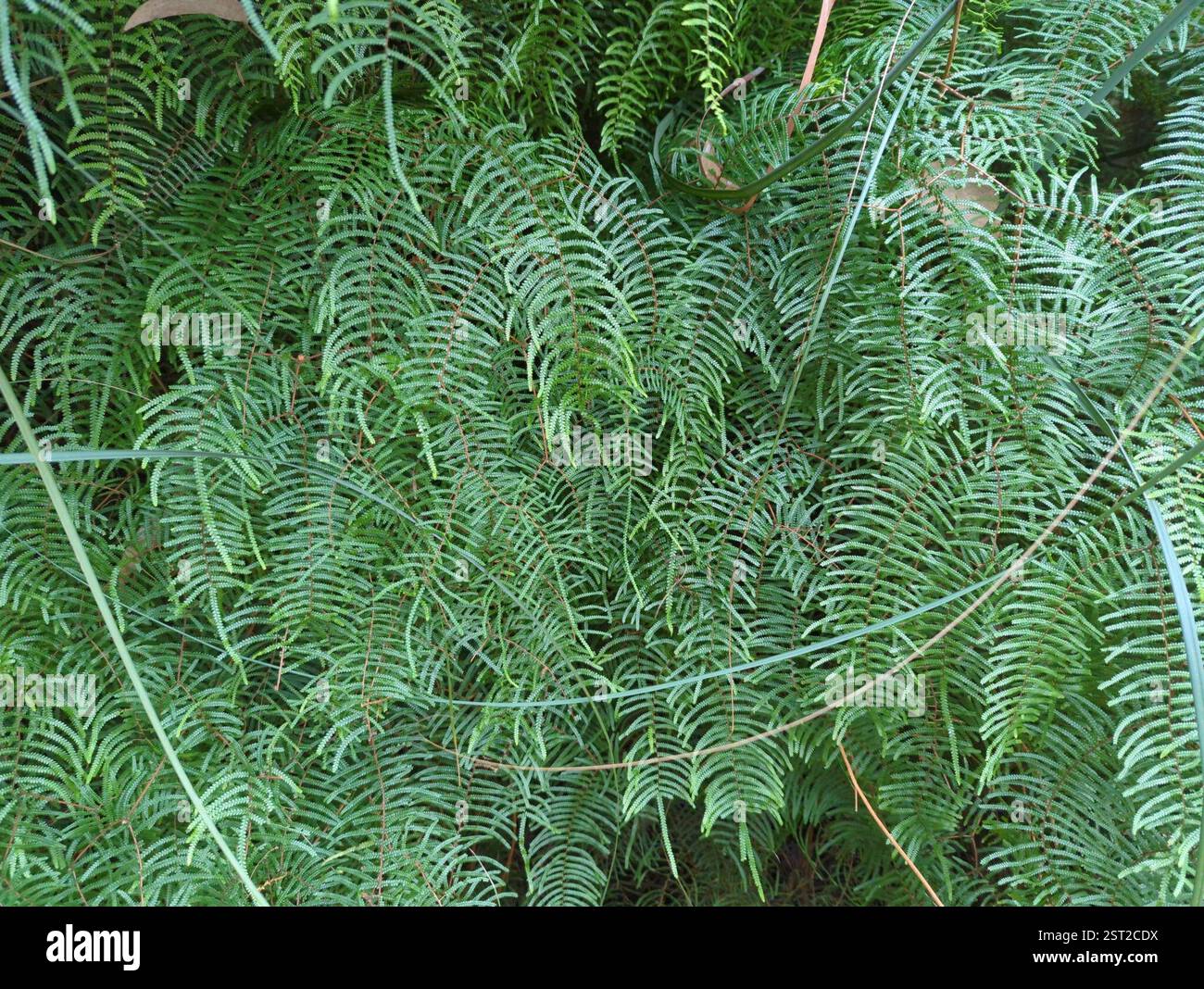scrambling coral-fern (Gleichenia microphylla), Plantae, Mirboo North ...