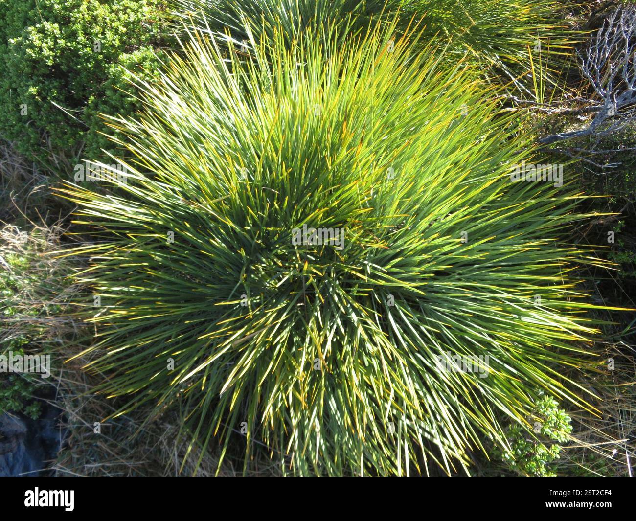 (Aciphylla glaucescens), Plantae, Motueka 7196, New Zealand Stock Photo ...
