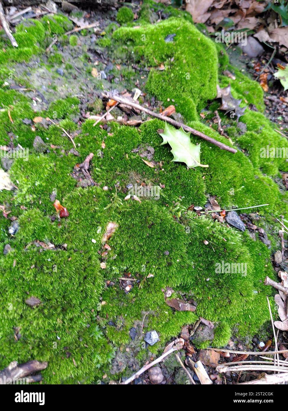 mosses (Bryophyta), Plantae, Commonside, Moss Stock Photo - Alamy