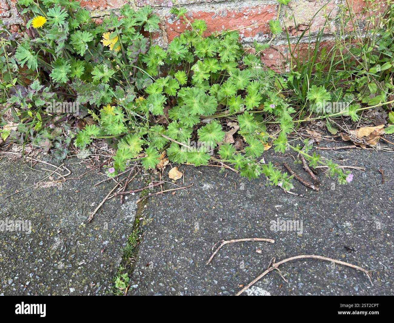 Dove's-foot crane's-bill (Geranium molle), Plantae, St Nicholas' Road ...
