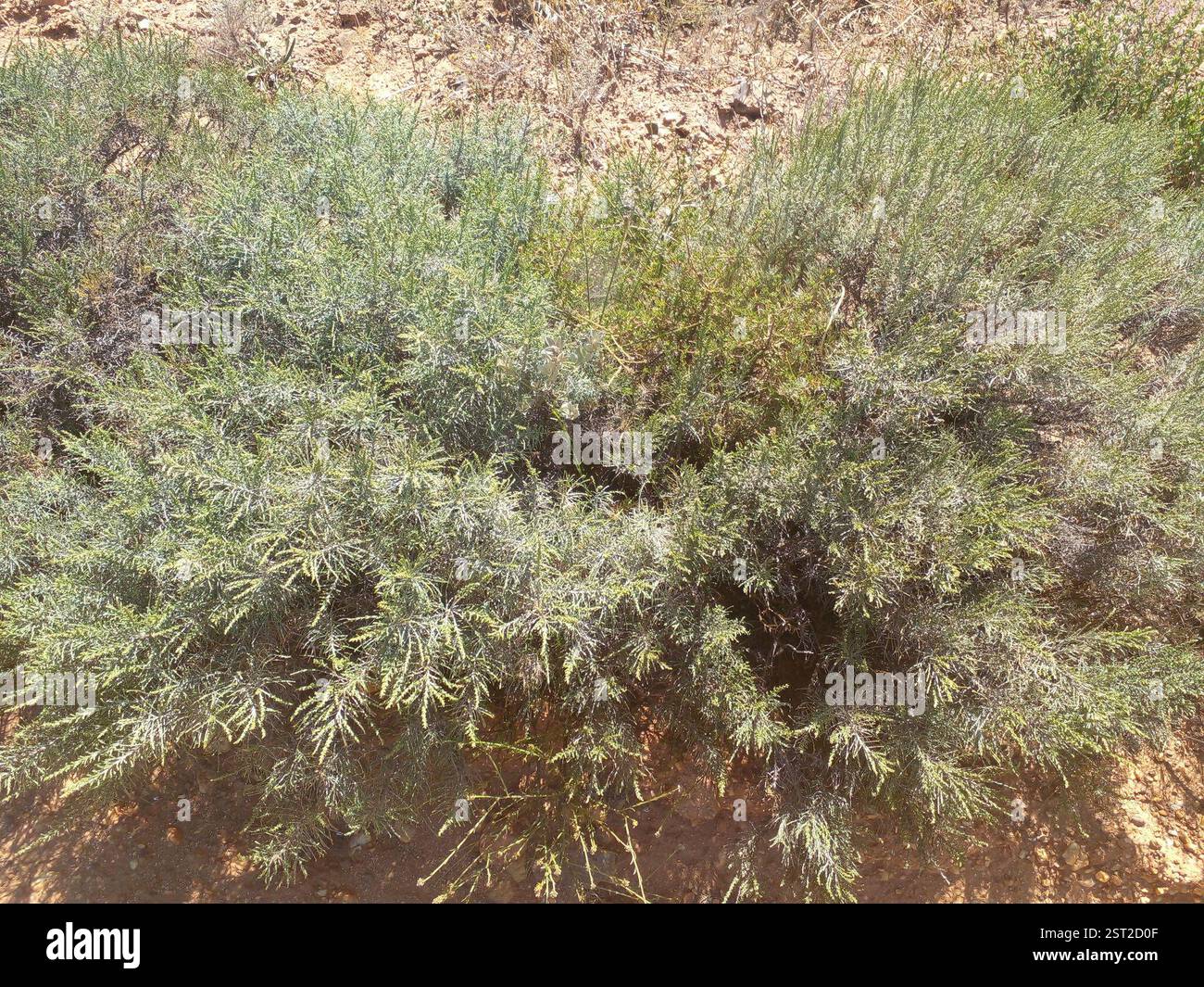 dicots (Magnoliopsida), Plantae, Blaauwberg Conservation Area, Cape ...