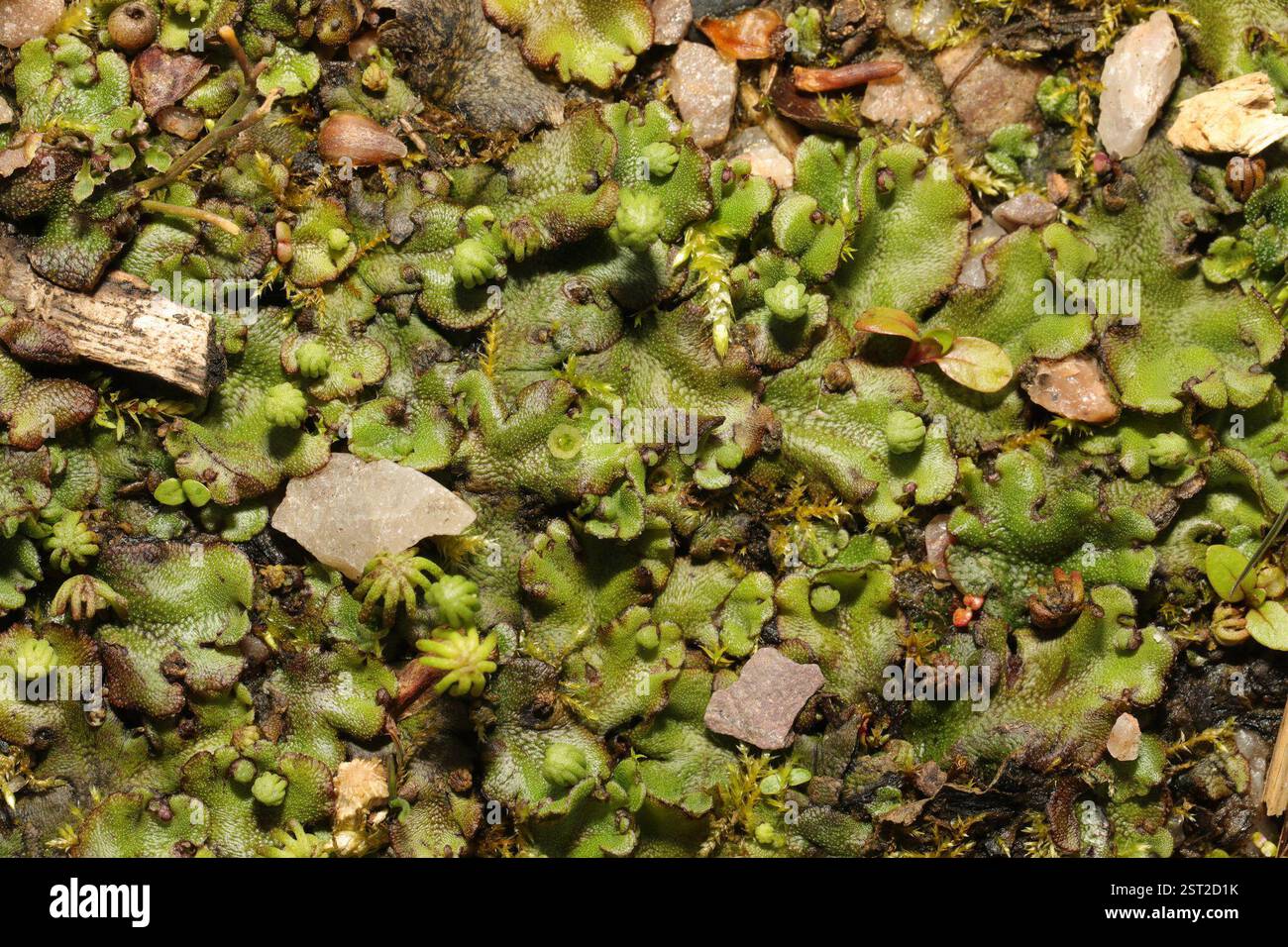 Common Liverwort (Marchantia polymorpha), Plantae, Norton Priory, Tudor ...