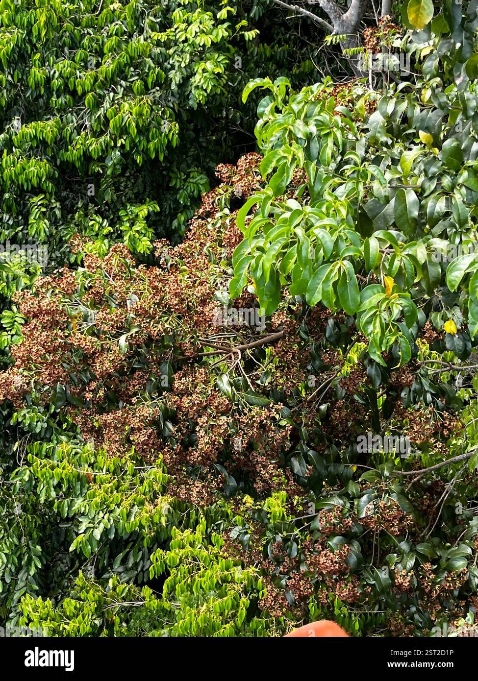 Spanish elm (Cordia alliodora), Plantae, Jamaica, Saint Ann, Middlesex ...