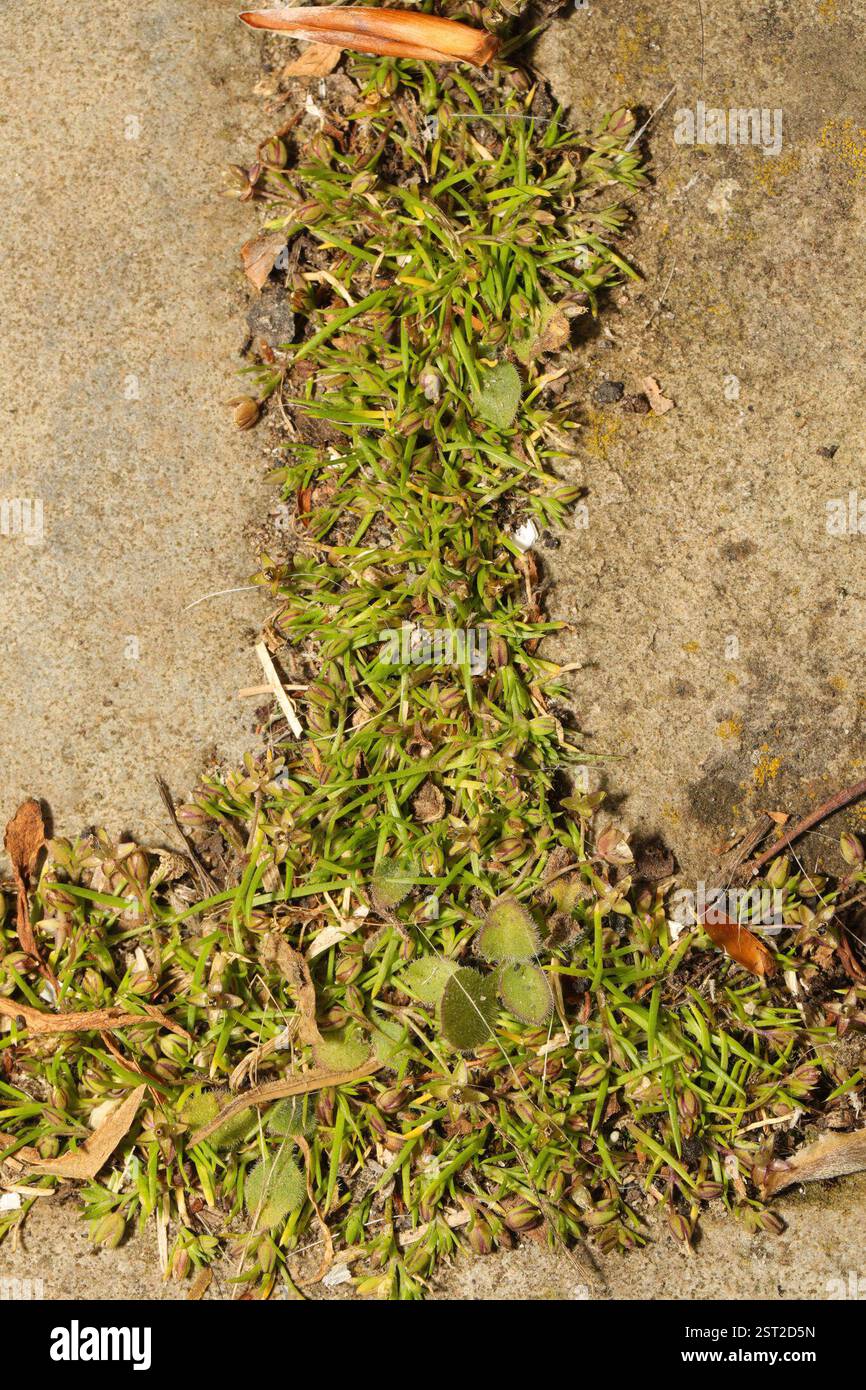Procumbent Pearlwort (Sagina procumbens), Plantae, Hesketh Park, Park Crescent, Southport ...