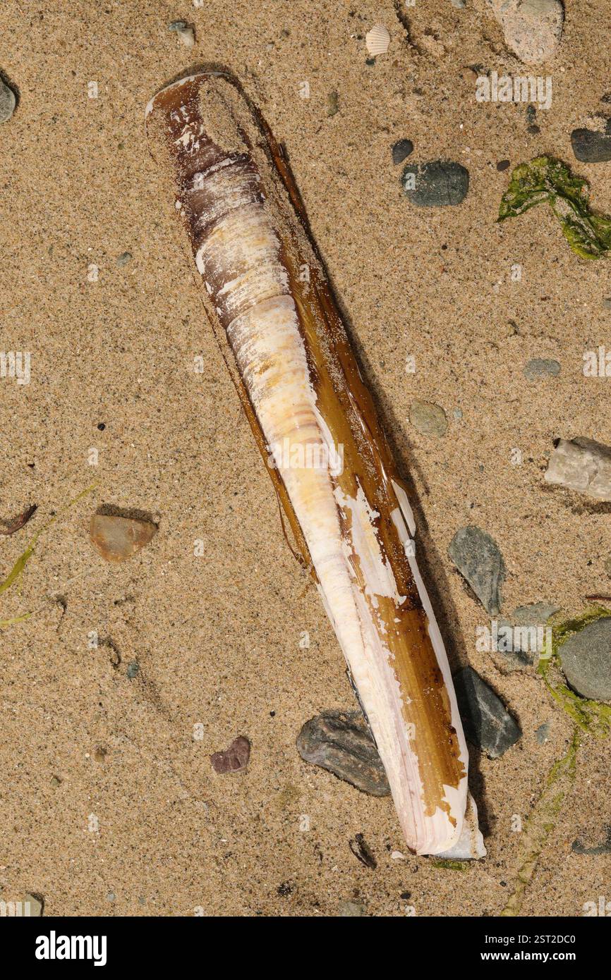 Pod Razor (Ensis siliqua), Mollusca, Penrhos Beach area, Penrhos ...