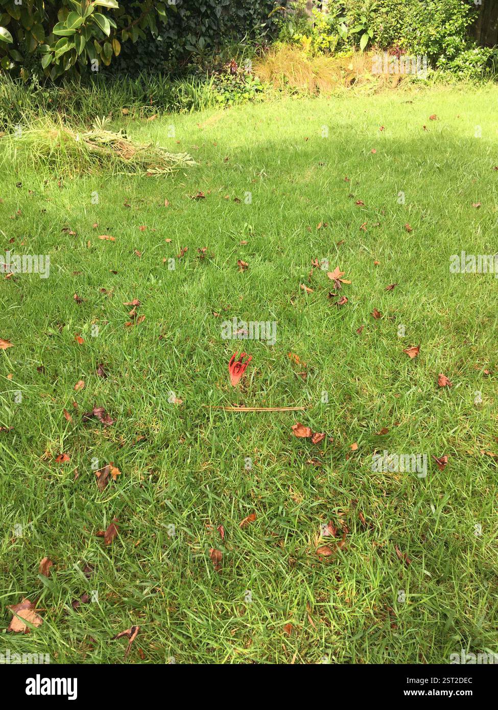 devil's-fingers (Clathrus archeri), Fungi, Greenhithe, Auckland, NZ, in ...