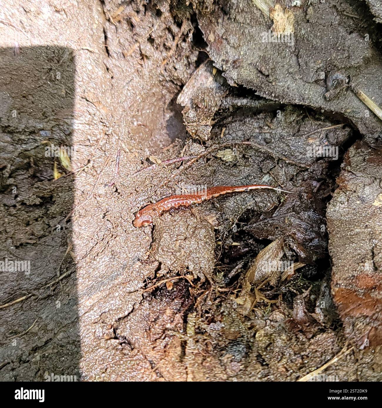 Ocoee salamander hi-res stock photography and images - Alamy