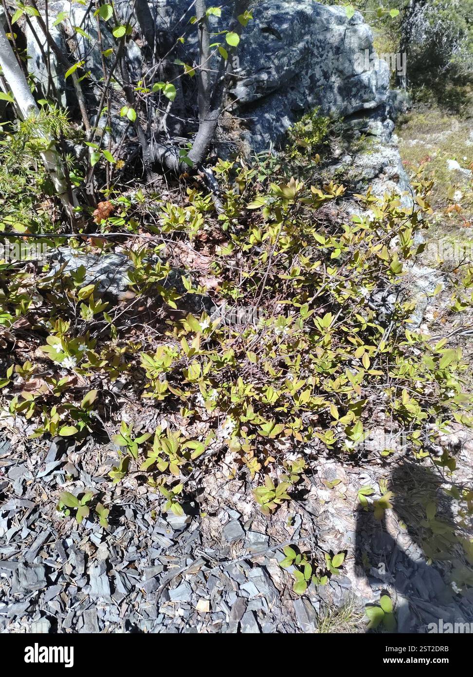 Bartram Shadbush (Amelanchier bartramiana), Plantae, Saint-Simon-de ...