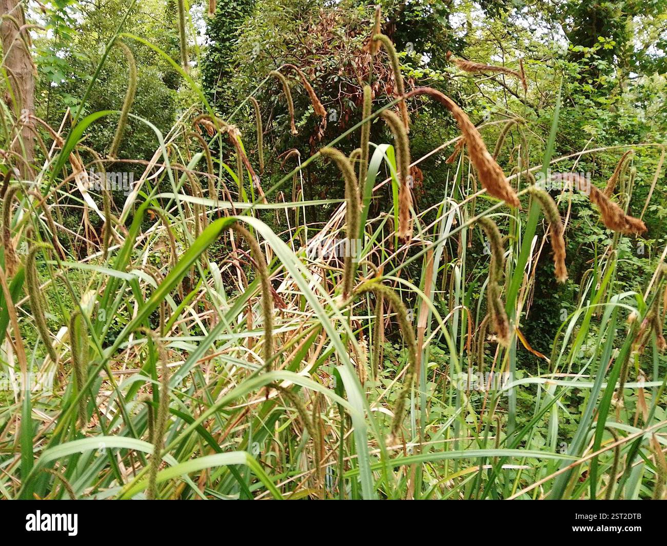 Hanging sedge (Carex pendula), Plantae, Blue Anchor, Minehead TA24 6JW ...