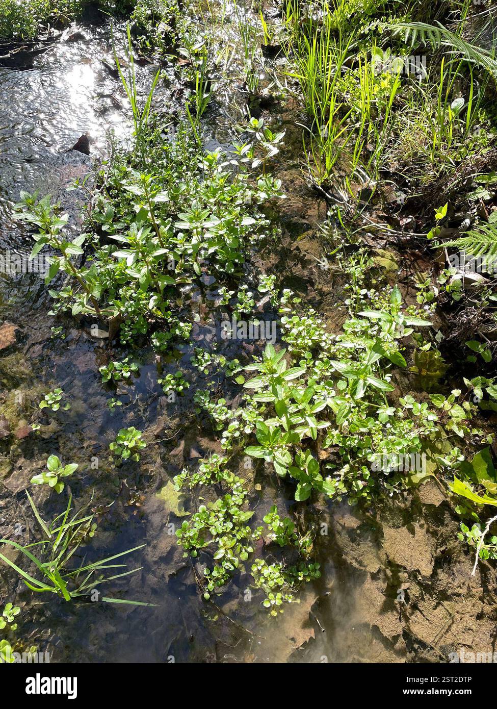 blue water-speedwell (Veronica anagallis-aquatica), Plantae, Killeen ...
