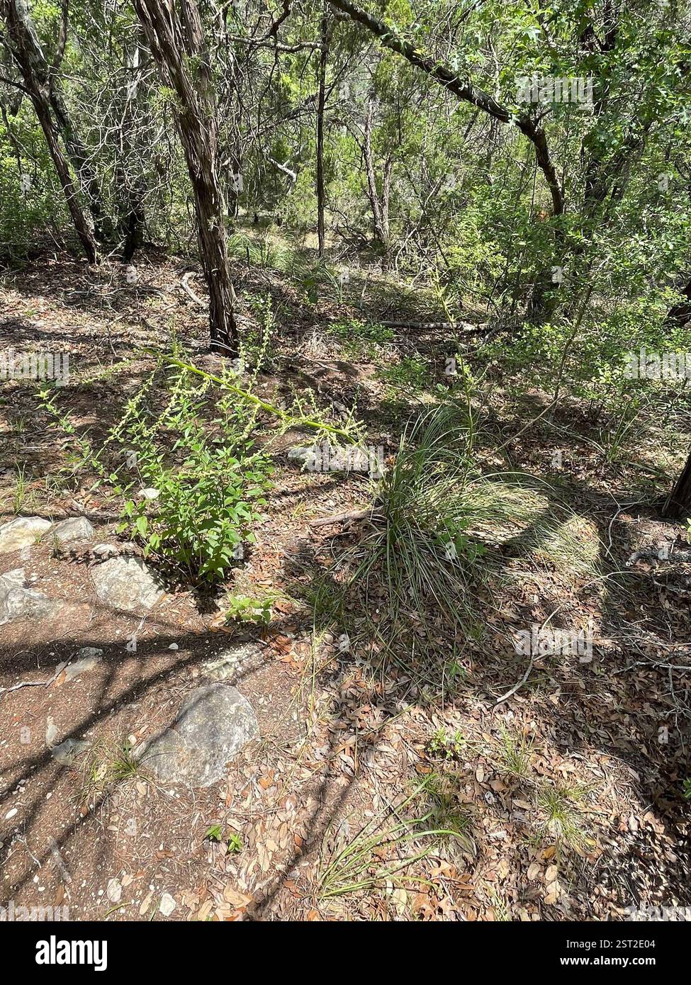 Devil's Shoestring (Nolina lindheimeriana), Plantae, N Capital of Texas ...