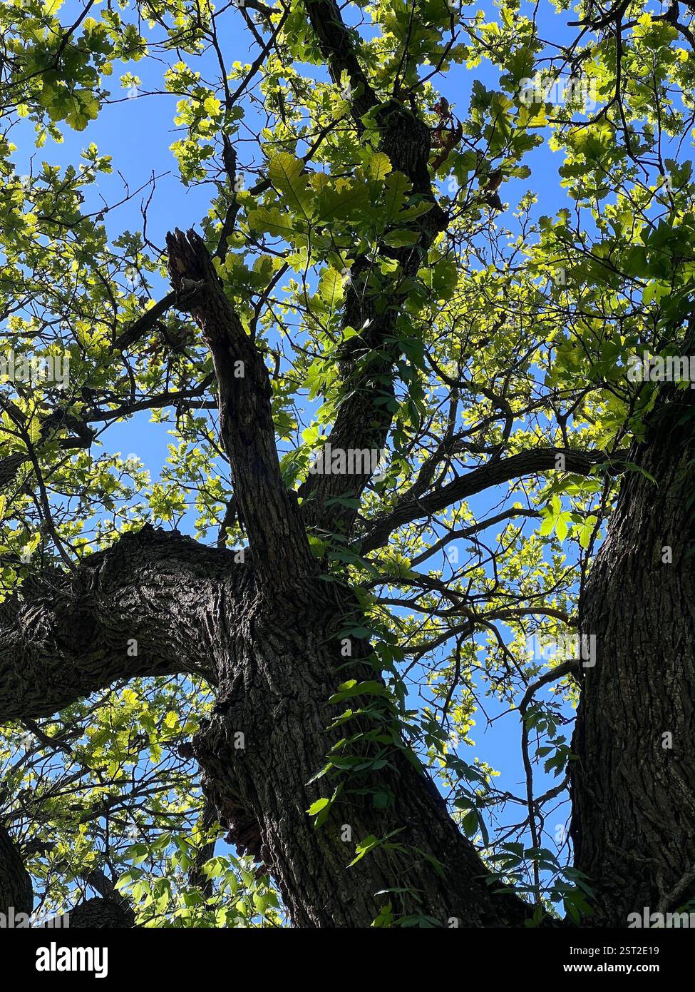bur oak (Quercus macrocarpa), Plantae, 27th Dr, Arkansas City, KS, US ...