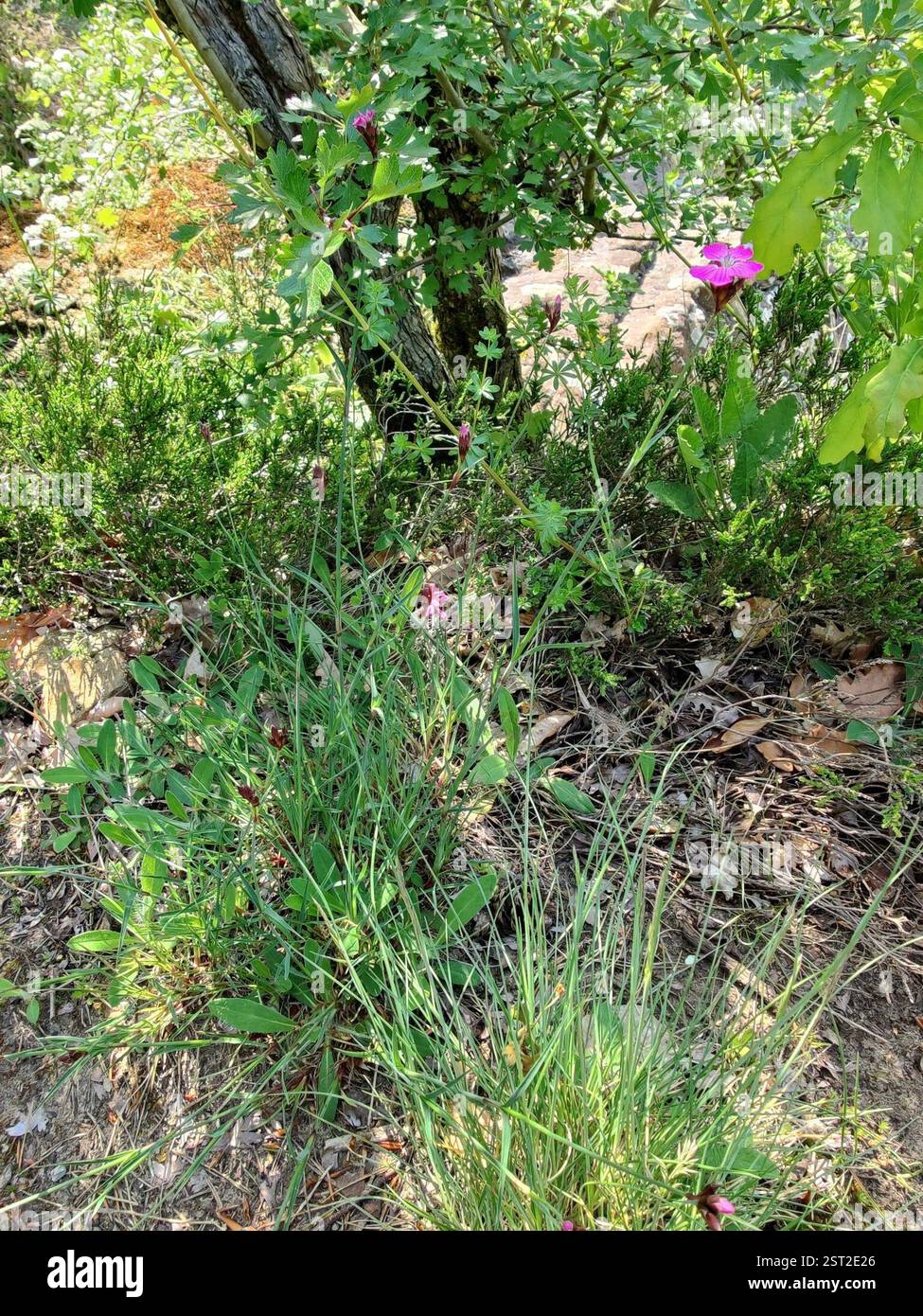 Carthusian Pink (Dianthus carthusianorum), Plantae, J549+4X Center ...