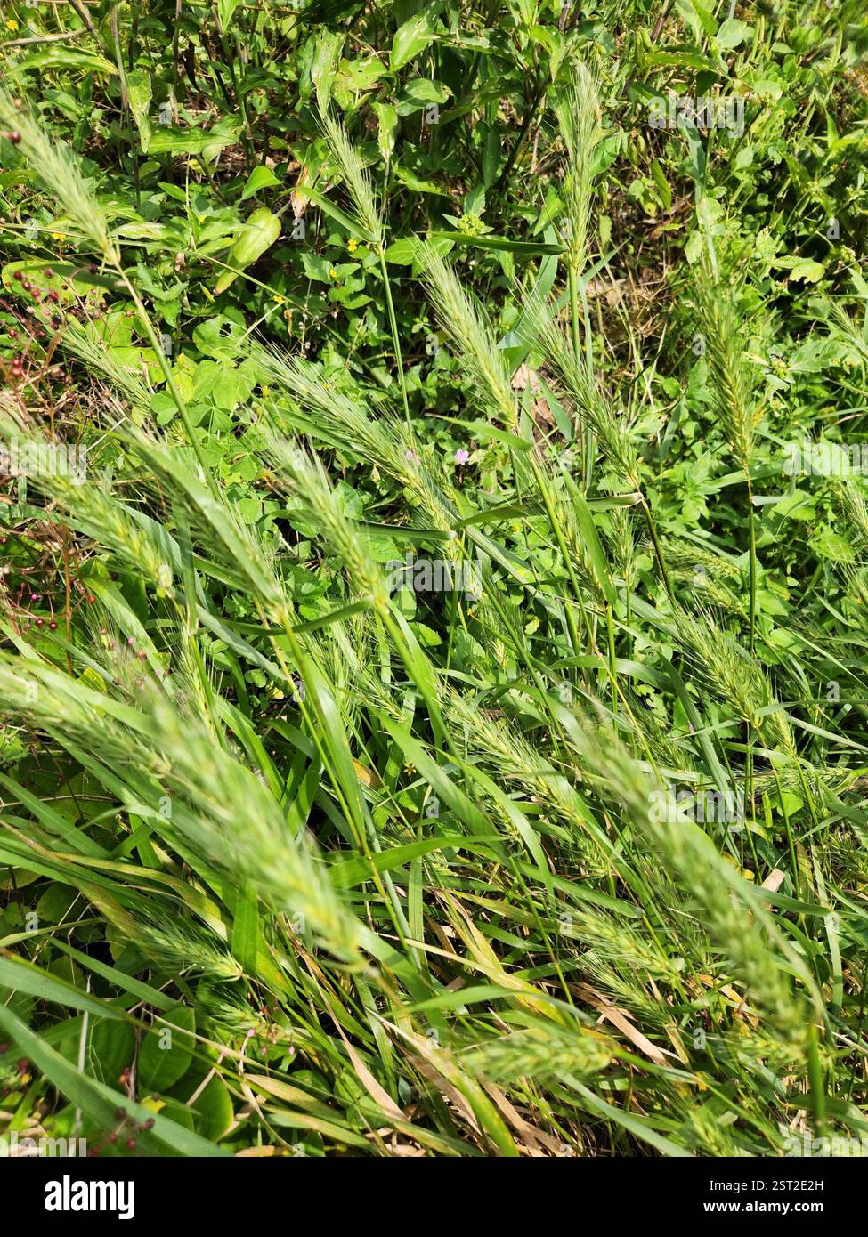 Wild Ryes and Wheatgrasses (Elymus), Plantae, Texas, US Stock Photo - Alamy