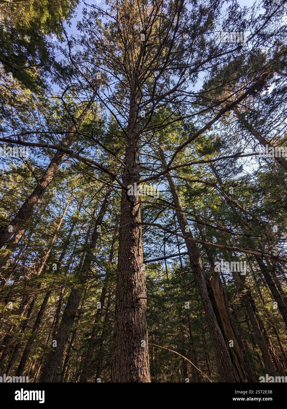red spruce (Picea rubens), Plantae, Lunenburg, Nova Scotia, Canada ...