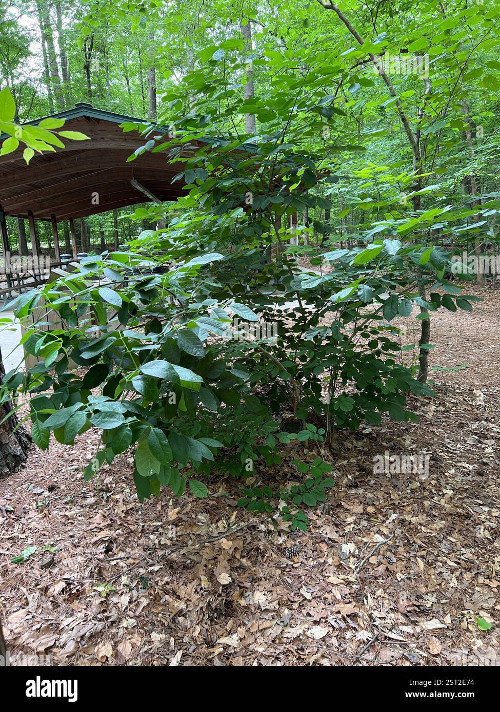 ashes (Fraxinus), Plantae, Lake Crabtree County Park, Cary, NC, US ...