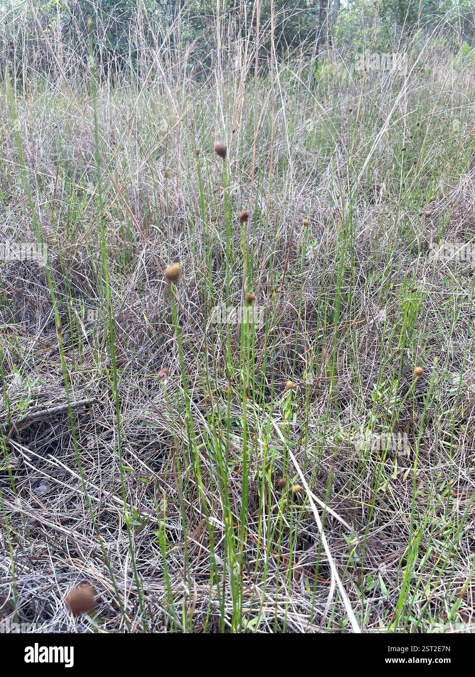 Southern Umbrella-sedge (Fuirena scirpoidea), Plantae, United States ...
