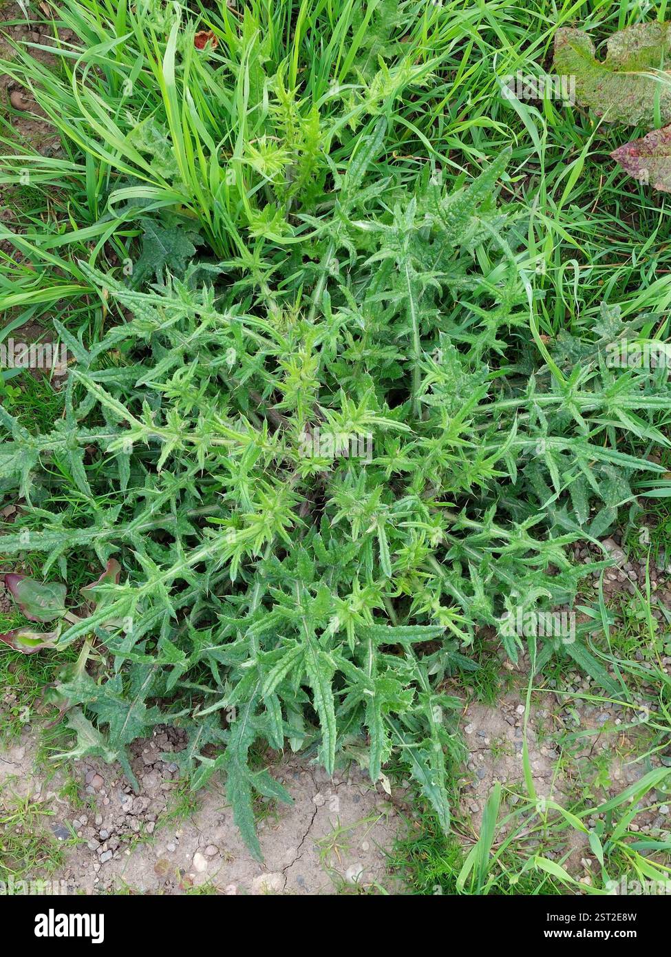 Bull Thistle (Cirsium vulgare), Plantae, Stanton, Burton-on-Trent DE15 ...