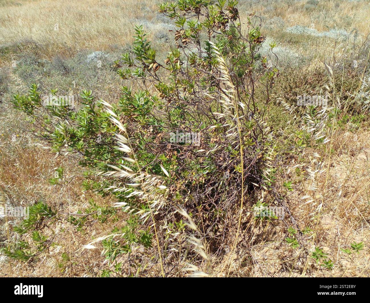 wild oat (Avena fatua), Plantae, Blaauwberg Conservation Area, Cape ...