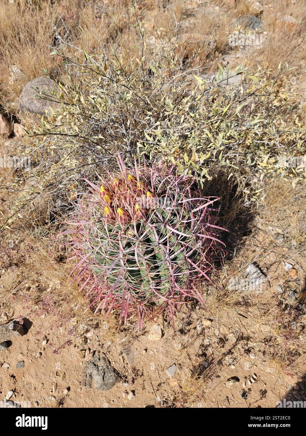 California Barrel Cactus (Ferocactus cylindraceus), Plantae, Waddell ...
