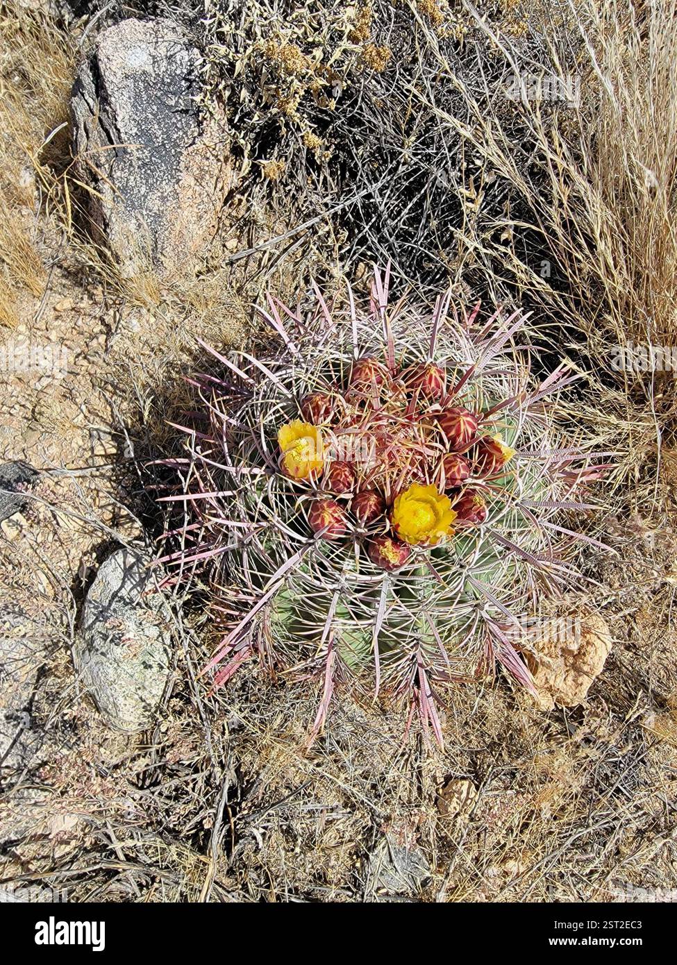 California Barrel Cactus (Ferocactus cylindraceus), Plantae, Waddell ...