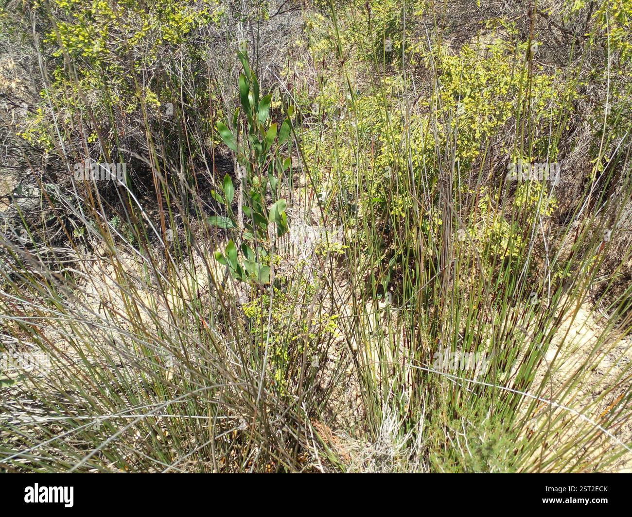 western coastal wattle (Acacia cyclops), Plantae, Blaauwberg ...