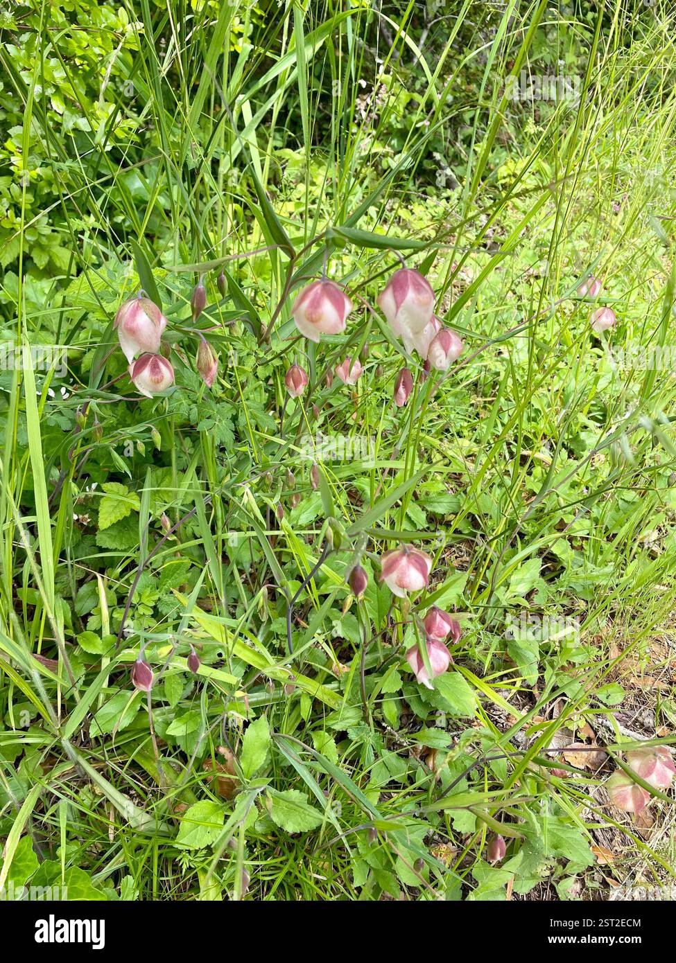White Globe Lily (Calochortus albus), Plantae, The Forest of Nisene ...