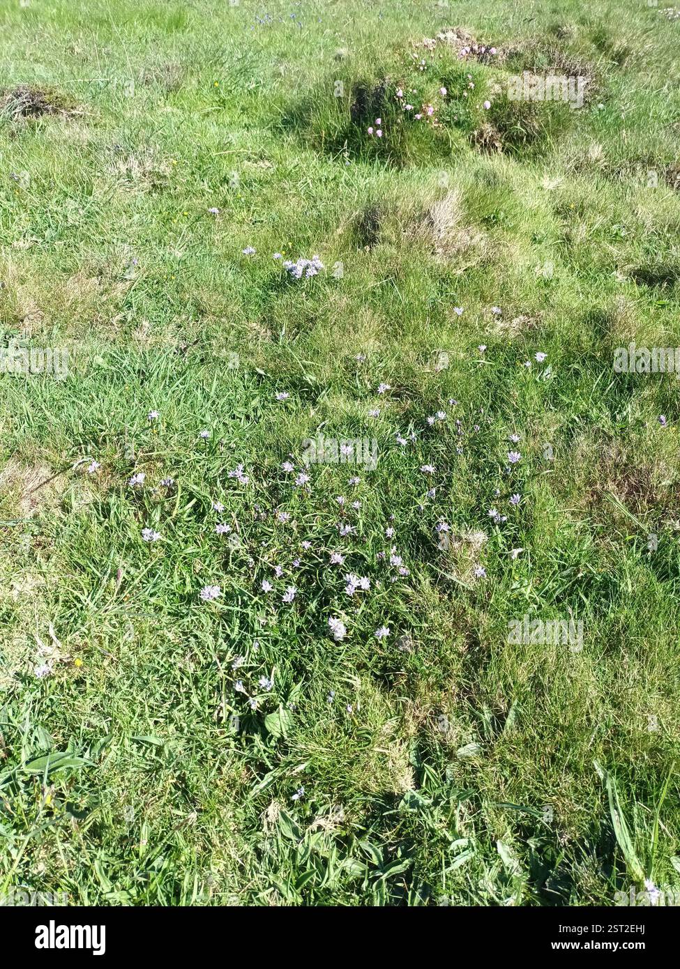 Spring Squill (Scilla verna), Plantae, Pembrokeshire, UK Stock Photo ...
