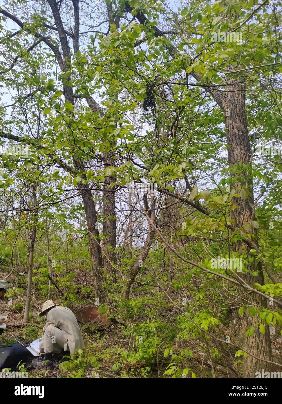 Scarlet Hawthorn (Crataegus coccinea), Plantae, GREENHILL at MOUNT ...