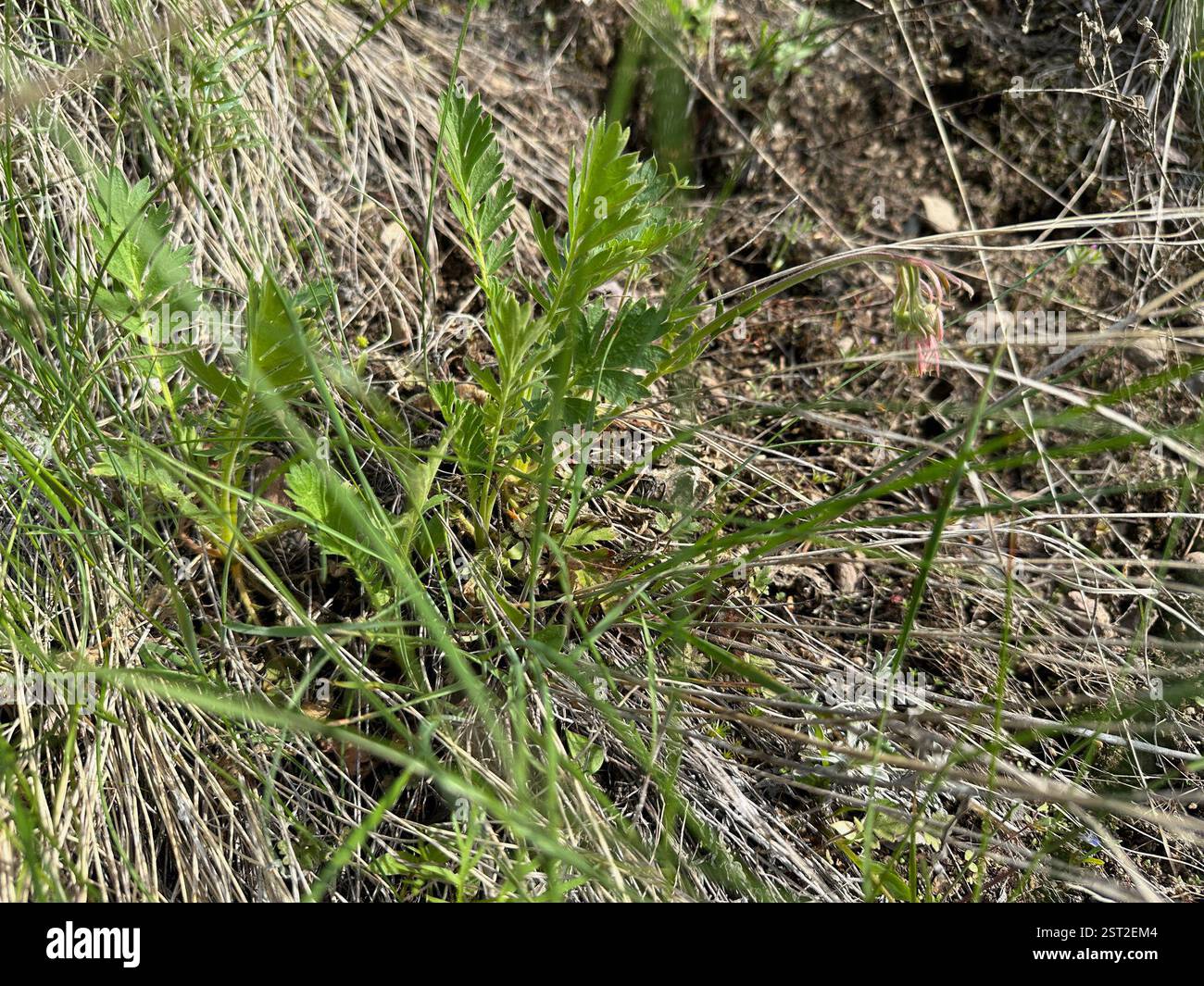 prairie smoke (Geum triflorum), Plantae, North Okanagan, BC, Canada ...