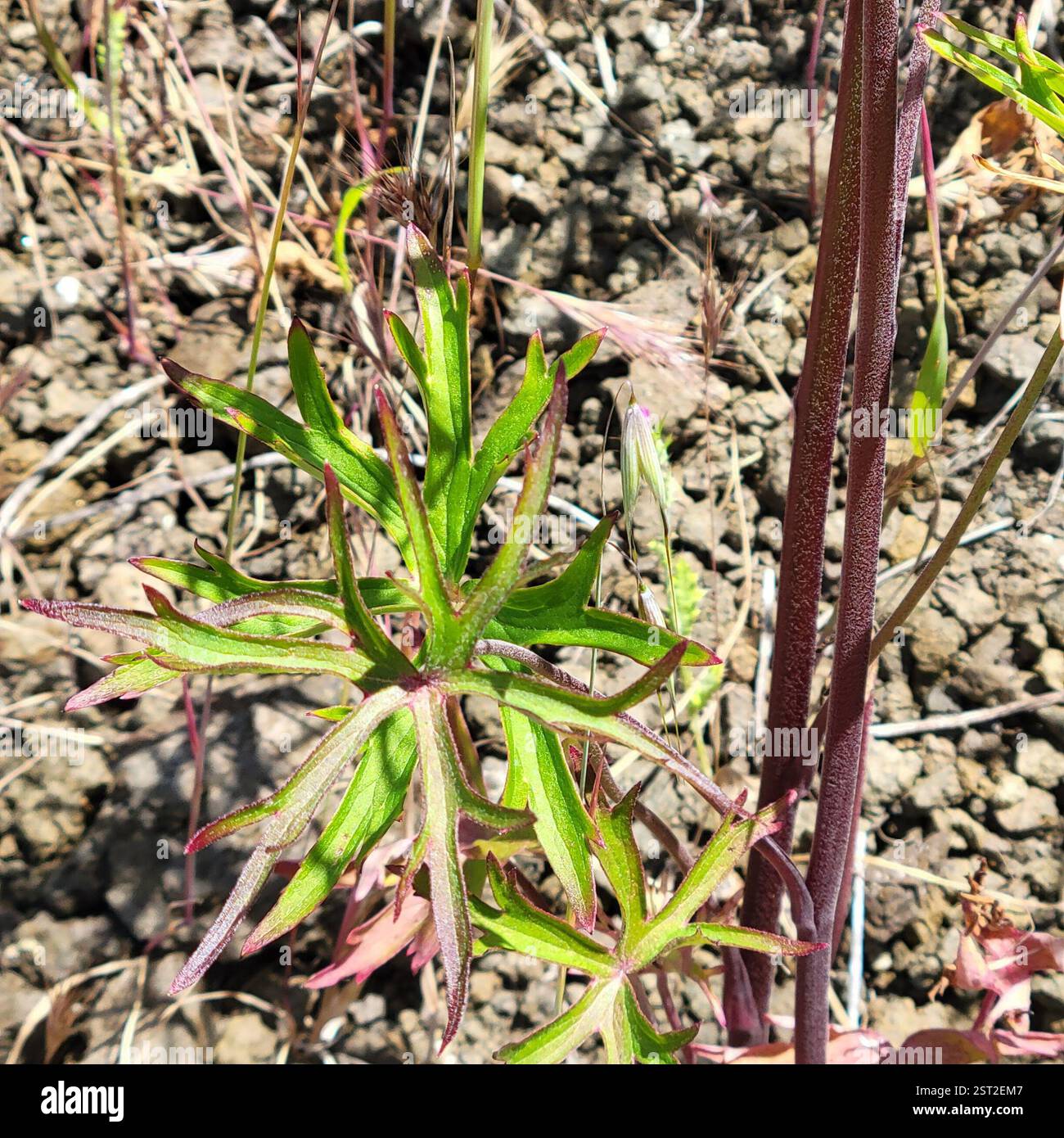Scarlet Larkspur (Delphinium cardinale), Plantae, Woodland Hills, CA ...
