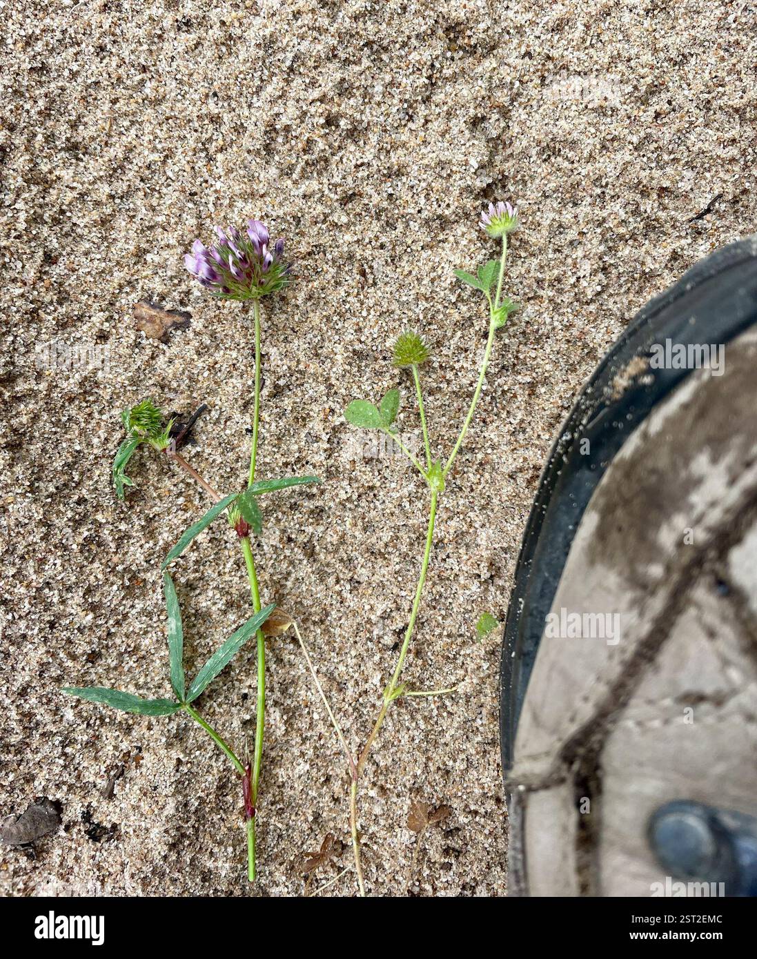 tomcat clover (Trifolium willdenovii), Plantae, Gigling Rd, Marina, CA ...
