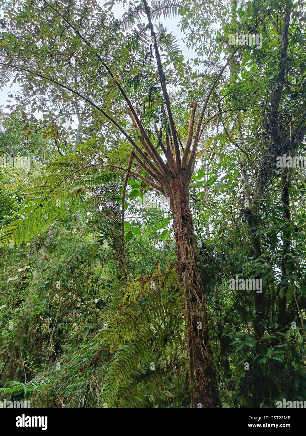 scaly tree ferns (Cyatheaceae), Plantae, Palcazu, 19320, Peru Stock ...