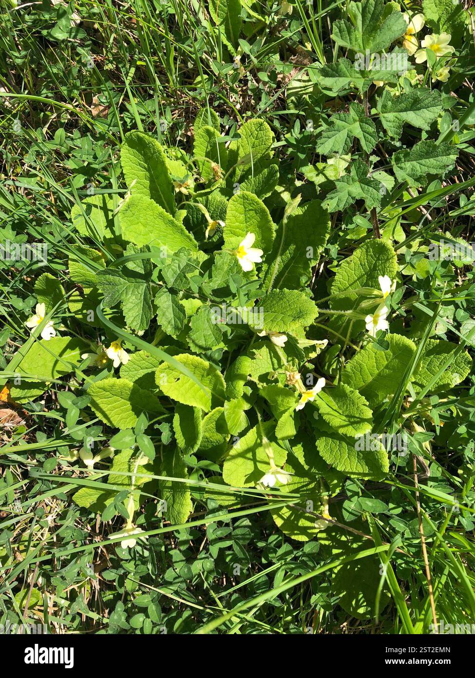Primrose (Primula vulgaris), Plantae, A470, Cardiff, Wales, GB Stock ...