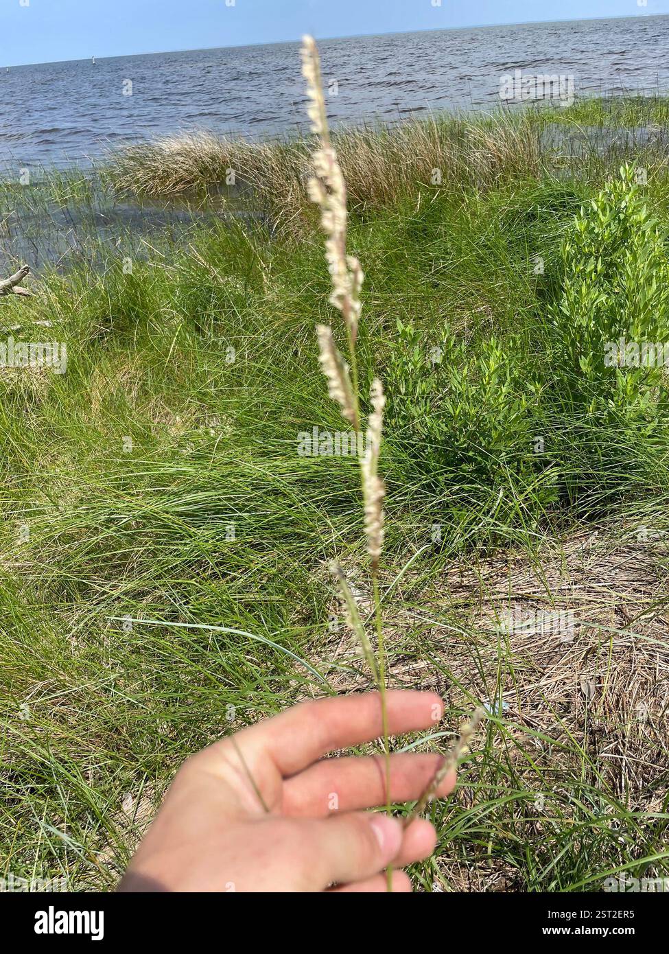Saltmarsh Cordgrass (Sporobolus alterniflorus), Plantae, United States ...